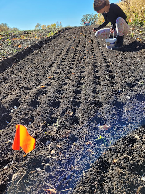 The Rustic Roots Farm Guide to Growing Hardneck Garlic - Rustic Roots Farm